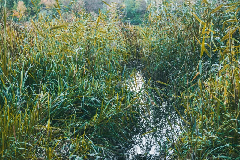 The Path for the Boat through the Reeds. Stock Photo - Image of ...
