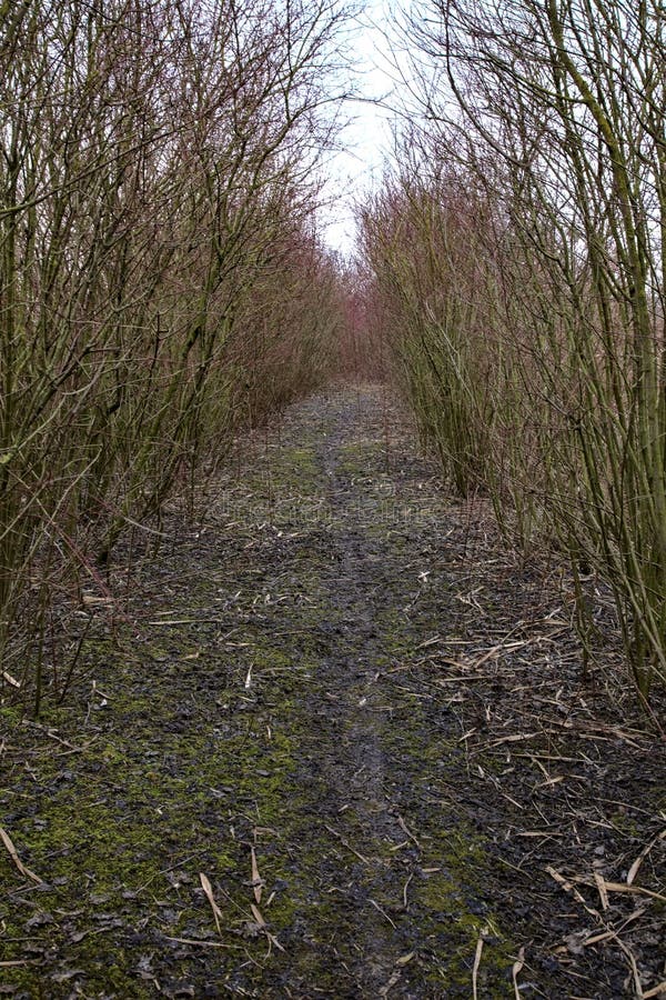 Path Bordered by Bare Bushes in the Middle of a Marsh in the Italian ...