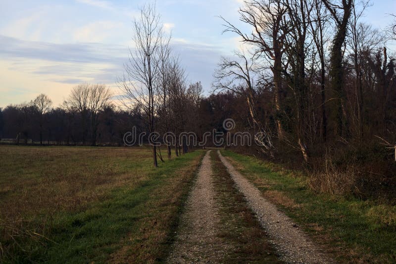Path Bordered by a Row of Trees and a Forest in the Italian Countryside ...