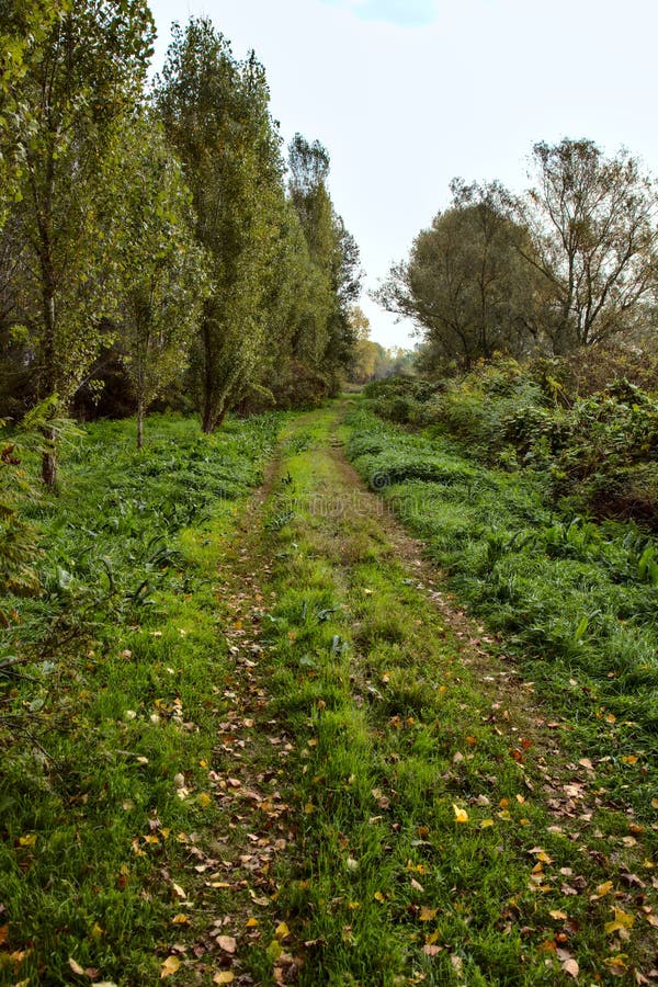 Path Bordered by Trees by the Shore of a River in Autumn Stock Photo ...
