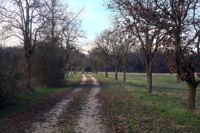 Path Bordered by Two Rows of Trees in a Park at Sunset Stock Photo ...