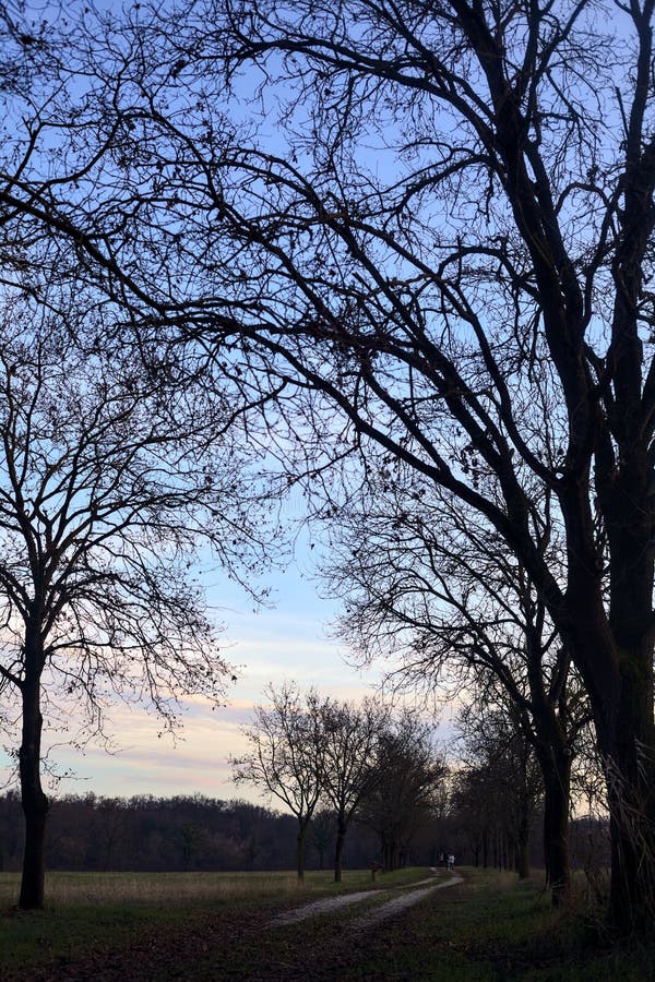 Path Bordered by Two Rows of Trees in a Park at Sunset Stock Photo ...