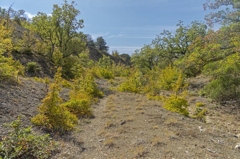 The Path at the Bottom of the Ravine. Stock Photo - Image of sunshiny ...