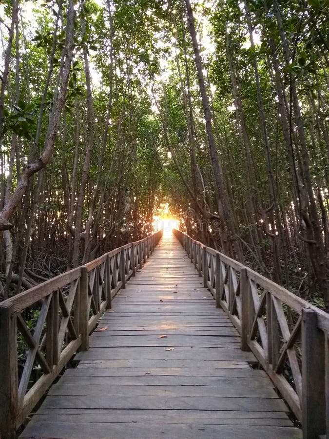 The Path on Bridge To the Morning Sunlight in the Mangrove Forest Stock ...