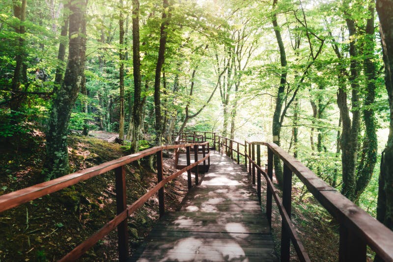 Path in the Bright Green Summer Forest Stock Image - Image of outdoor ...