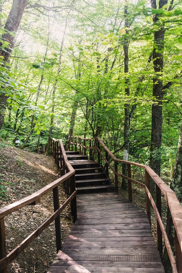 Path in the Bright Green Summer Forest Stock Photo - Image of sunny ...