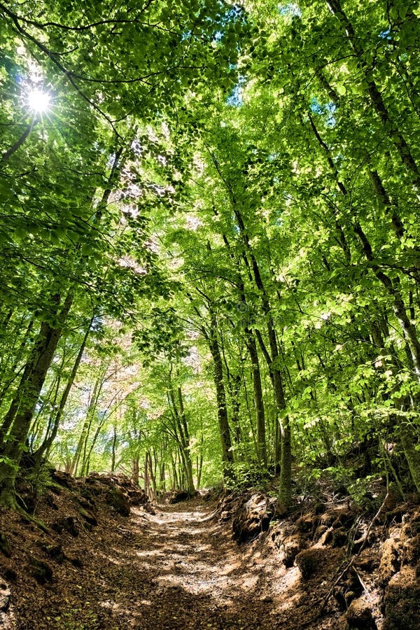 Path in a Bright Wood stock photo. Image of footpath - 155065170