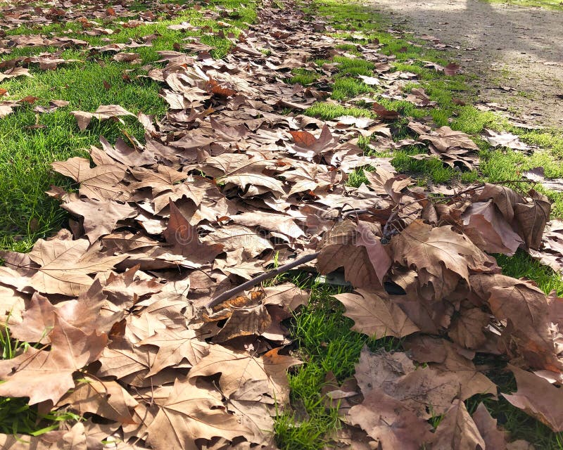 Path of Leaves on the Lawn. Stock Photo - Image of fallen, grass: 135253866