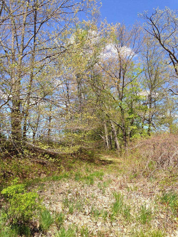 Path through the brush stock image. Image of spring, green - 72126707