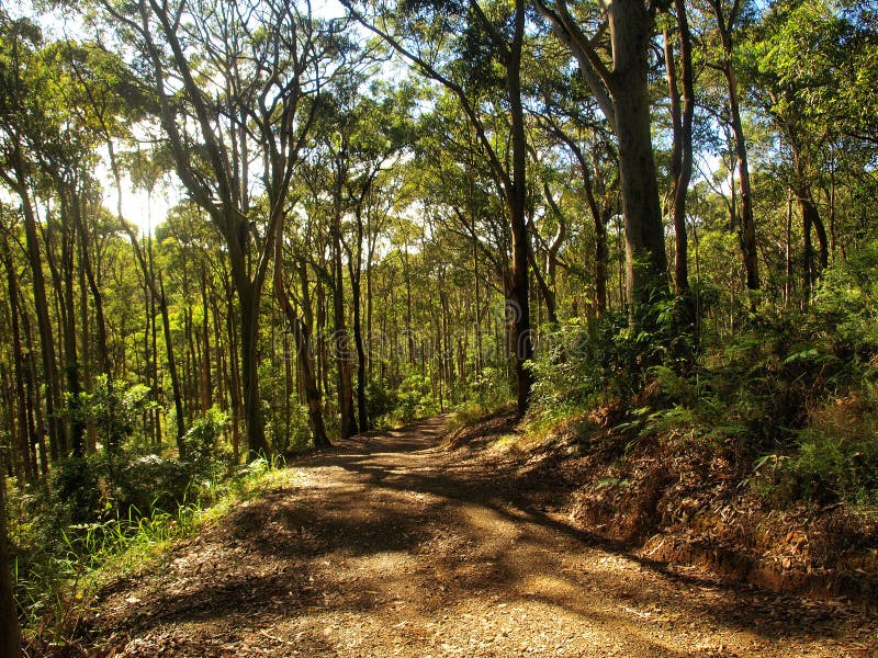 Path stock image. Image of leaves, path, trees, hill - 14314461
