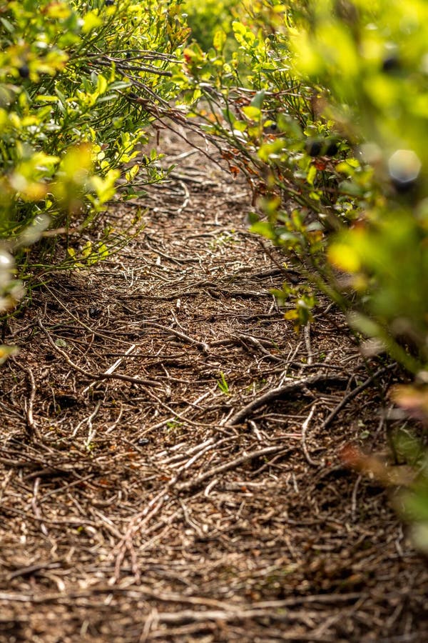 Path in the bush stock photo. Image of green, woodland - 310341126