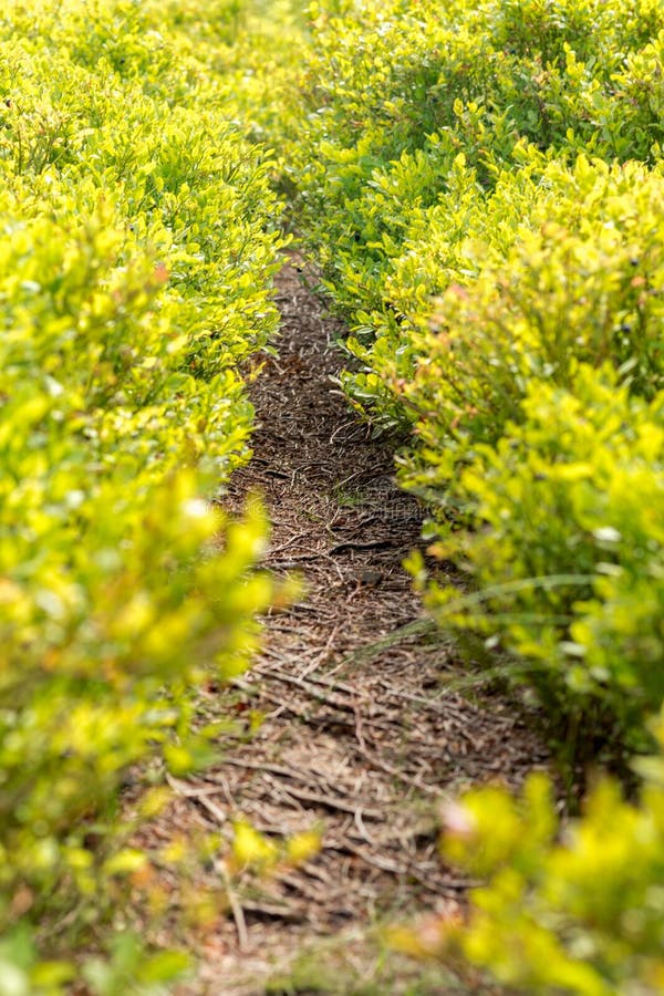 Path in the bush stock photo. Image of bush, environment - 310341148