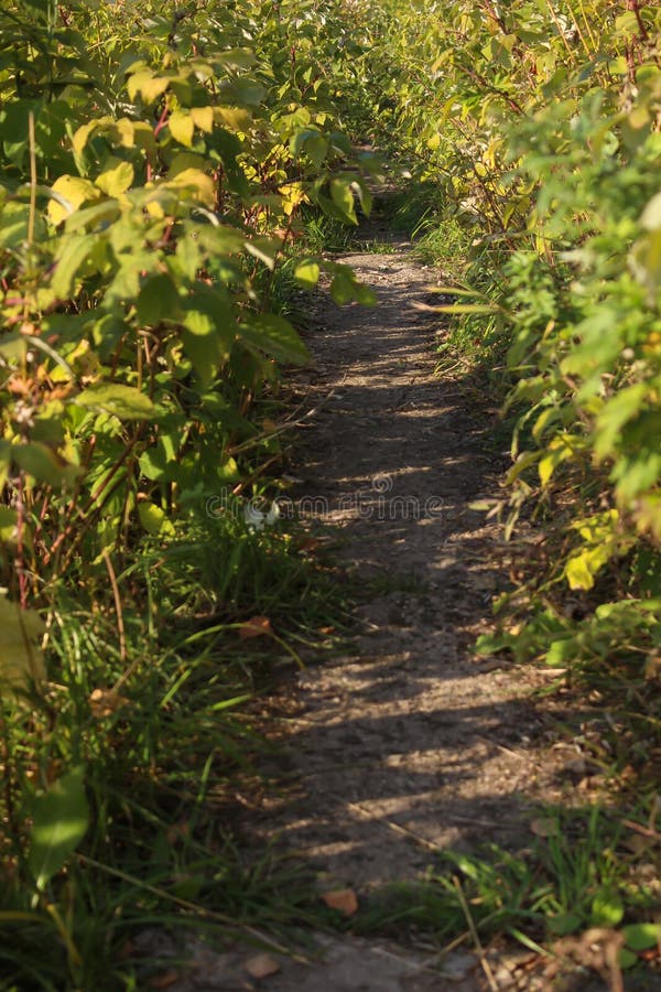 Path through the bush stock photo. Image of earth, brightly - 45002520