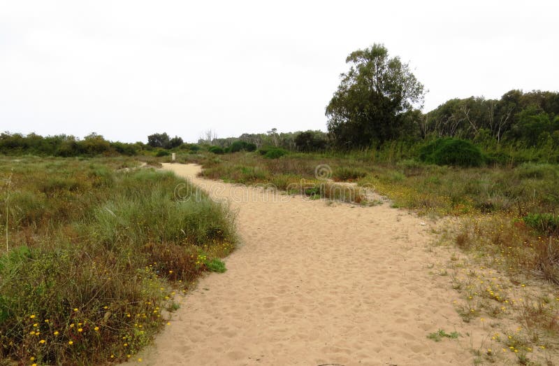 Path on the bush stock photo. Image of grey, bushes - 155553442