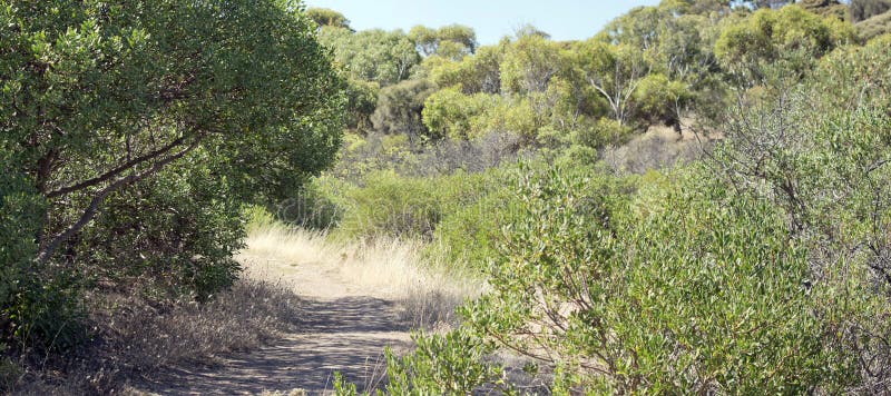 A Path into the Bush on Seal Bay, Kangaroo Island Stock Image - Image ...