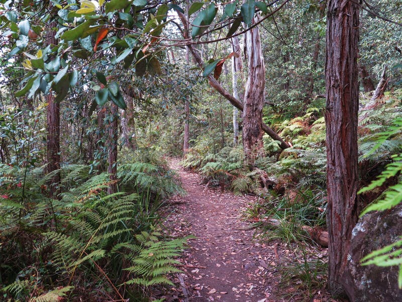 Path through Bush Vegetation in Sierra De La Laguna Hills, Baja ...