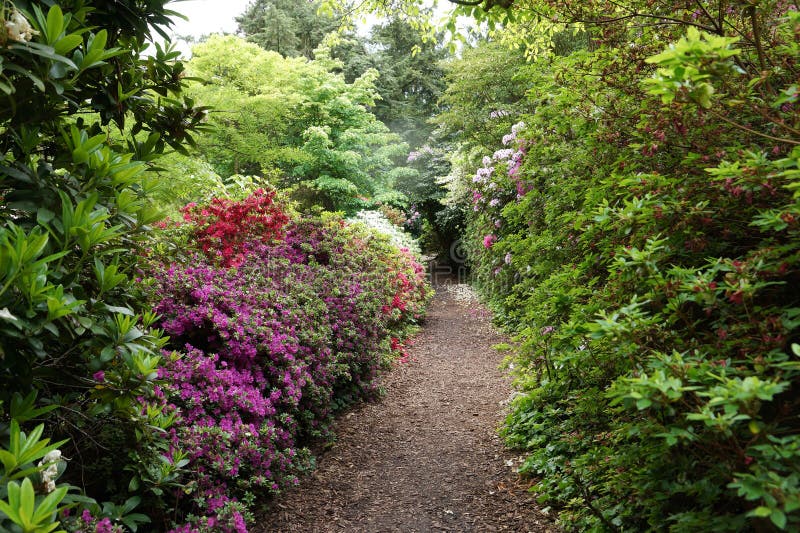 The Path between the Bushes and Flowers Stock Photo - Image of ...