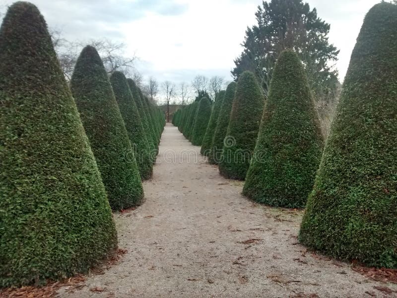 A path between the bushes stock photo. Image of nature - 156211110