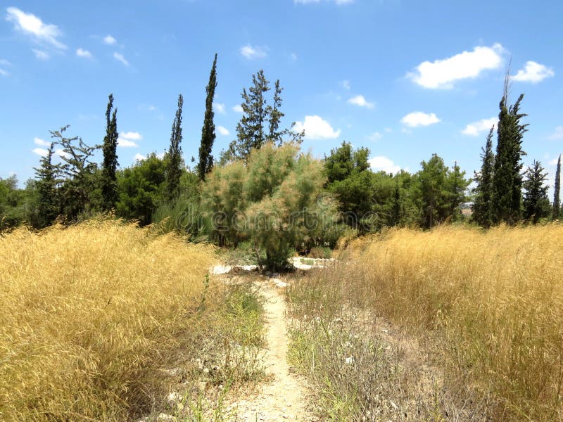 Path in the Bushes and Woods Stock Image - Image of bush, curving ...