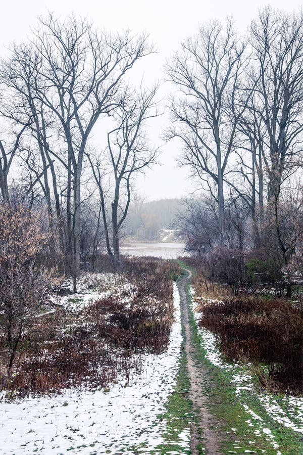 The Path in Canadian Forest Stock Image - Image of cold, country: 206095103