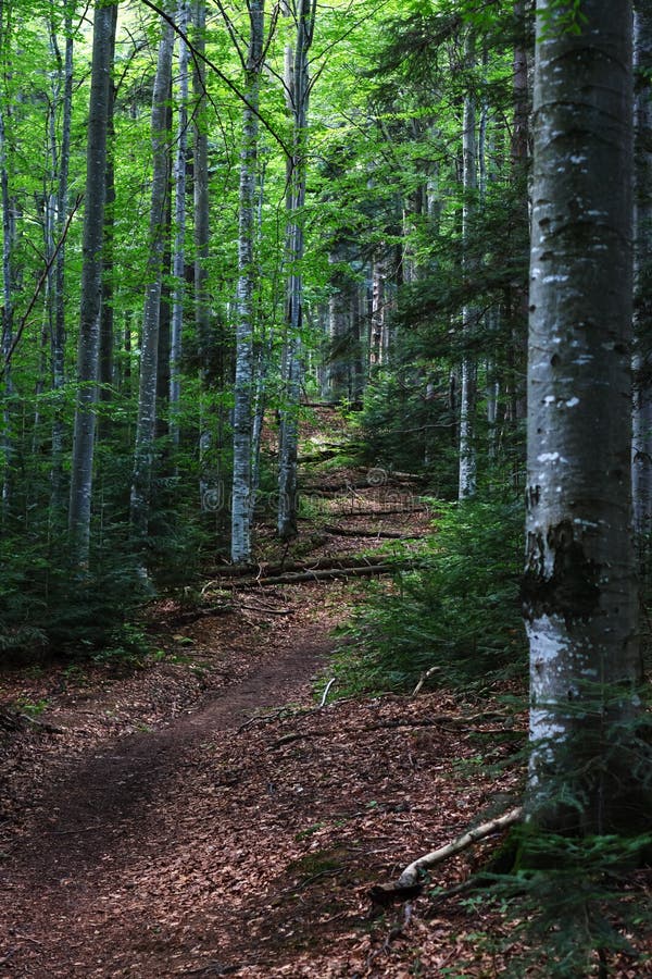 Path in the Carpathian Forest Stock Image - Image of meadow, blue ...
