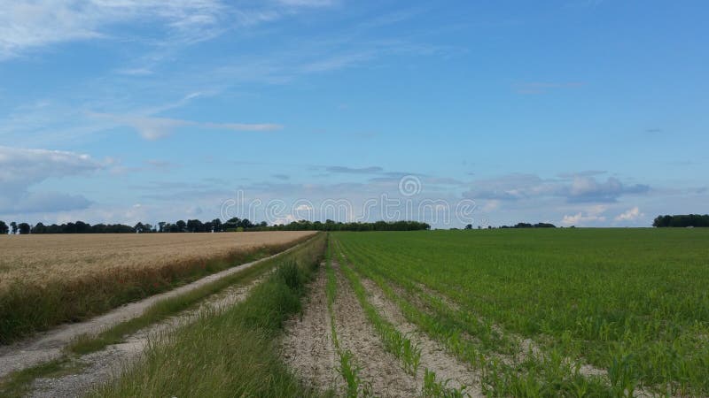 A Path between Cereal Fields Stock Photo - Image of plant, landscape ...
