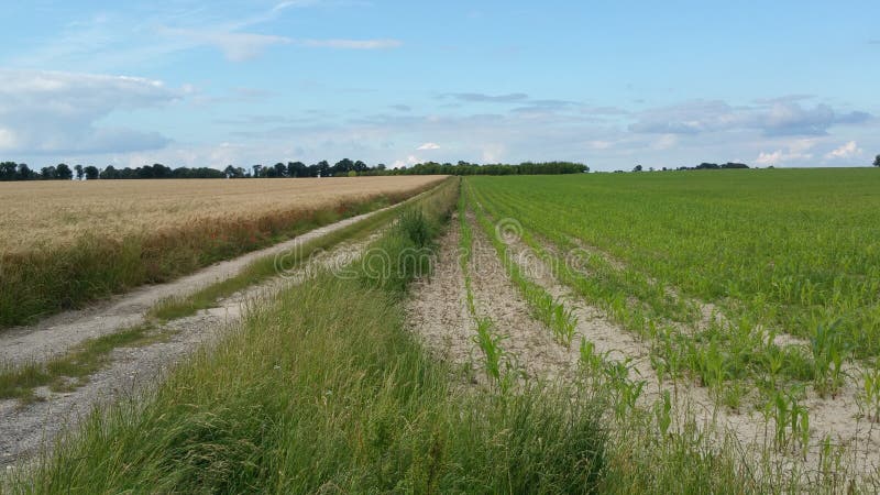 A Path between Cereal Fields Stock Photo - Image of season, horizon ...