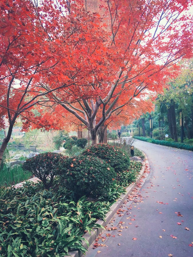 A Path in the Park with Maple Trees Stock Photo - Image of trees, path ...