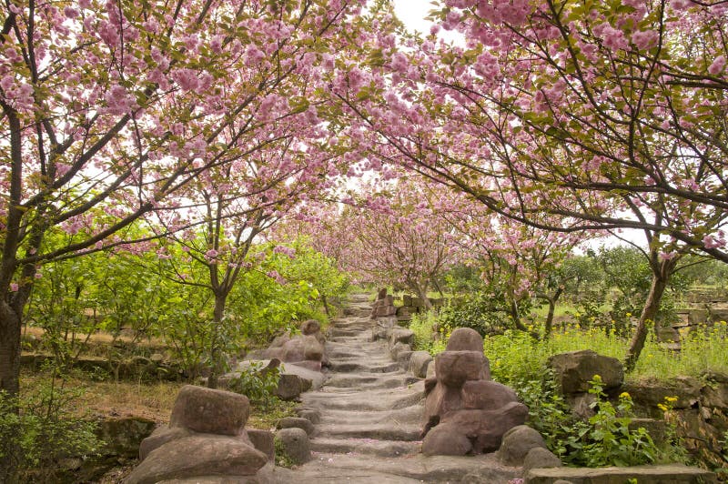 Path with cherry blossom stock image. Image of river - 38224175
