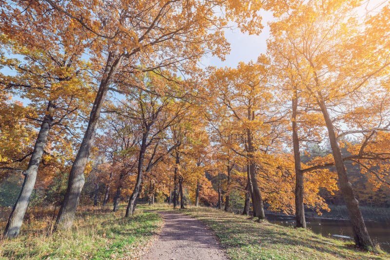 Path in the City Park at Autumn Morning Stock Image - Image of scene ...