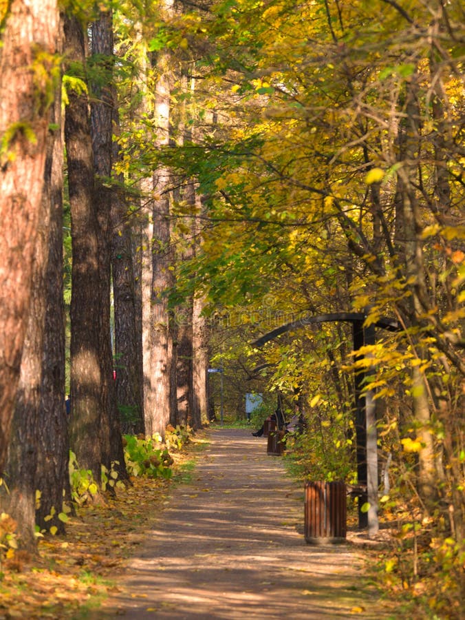 A Path in a City Park with Larch Trees by the Side Stock Photo - Image ...