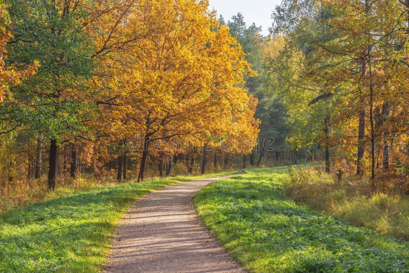 Path in the City Park at Autumn Morning Stock Image - Image of branch ...