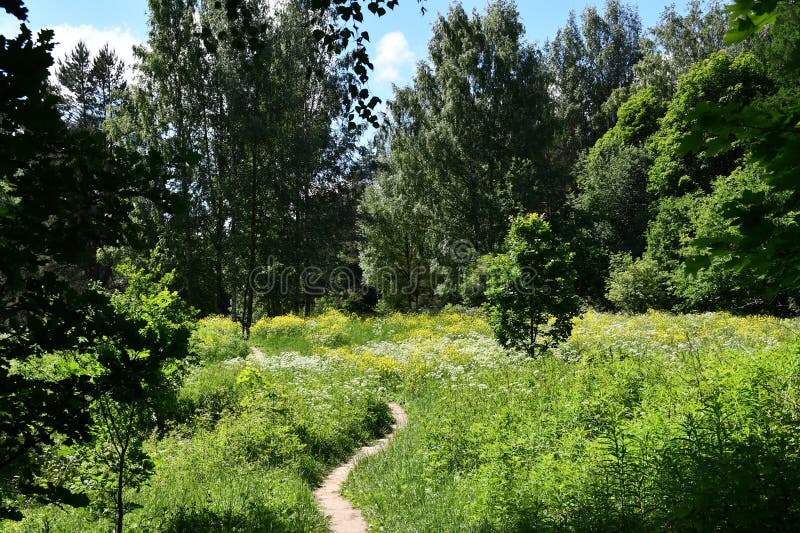Path in a Clearing Leading into the Forest Stock Photo - Image of trail ...