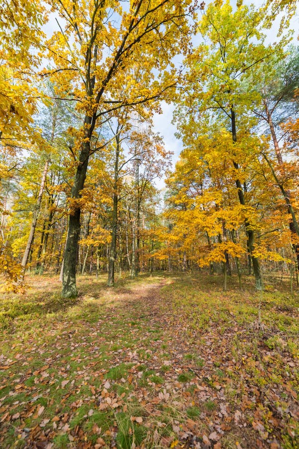 Colorful autumn forest stock photo. Image of fall, firewood - 134796804