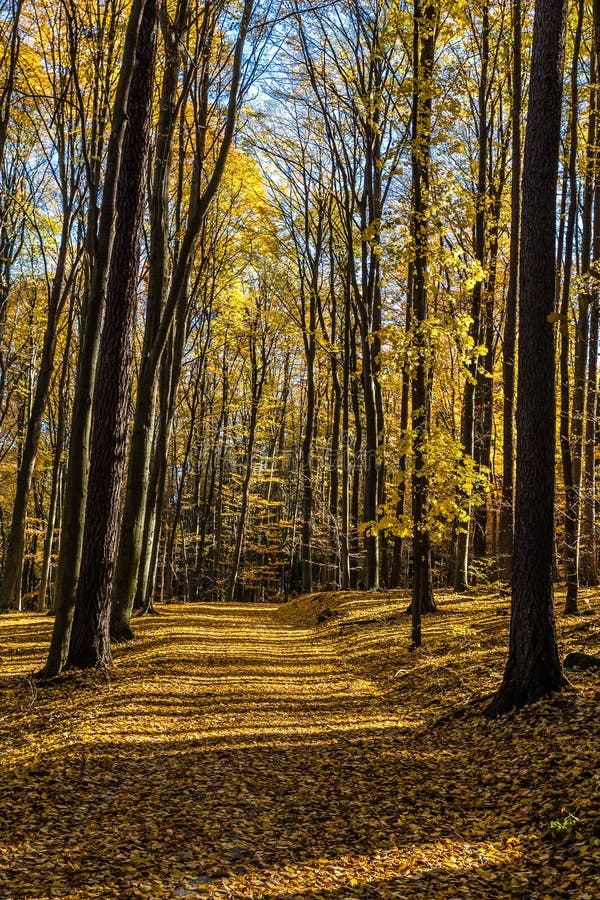 Colorful Beeches Voderady Beechwood Stock Photos - Free & Royalty-Free ...