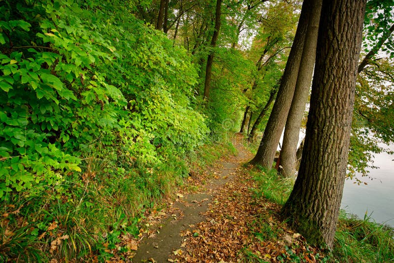 Path in the Colorful Forest Stock Image - Image of track, plant: 132641549