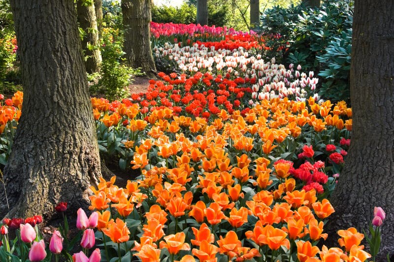 Path in a Garden among Tulips Stock Photo - Image of flora, festival ...