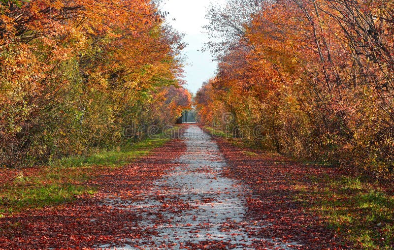 A Path with the Colors of Autumn Stock Photo - Image of minnesota ...