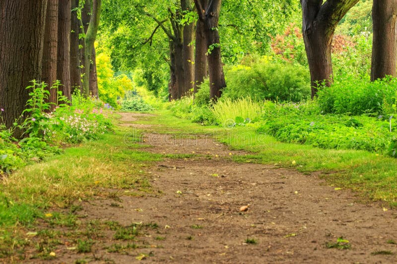 Path of compacted soil. stock photo. Image of compacted - 280695986