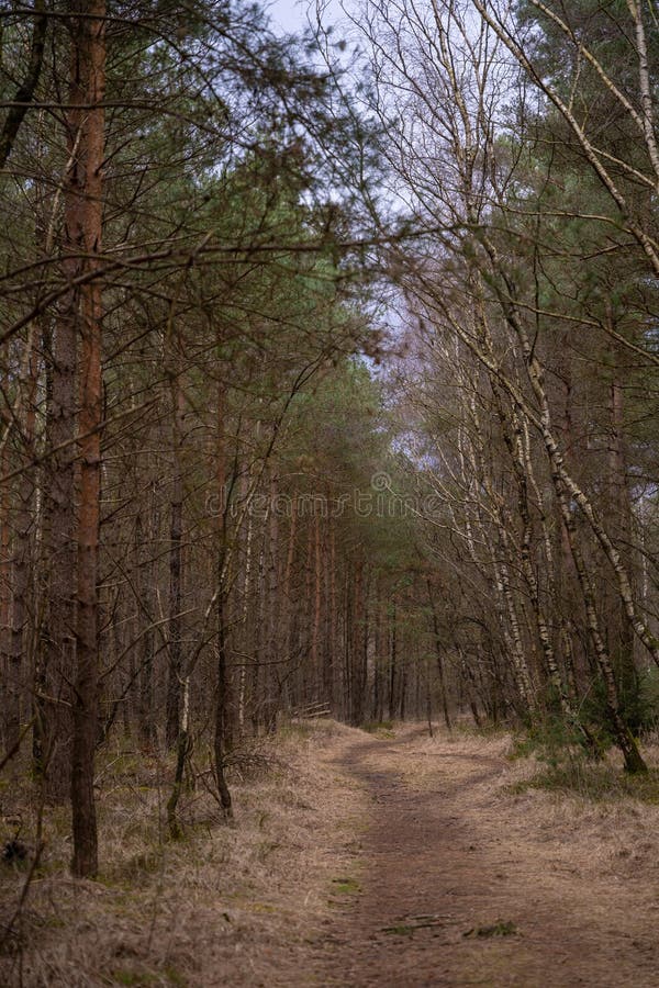 A Path through the Coniferous Forest in the Spring Season. Cloudy ...