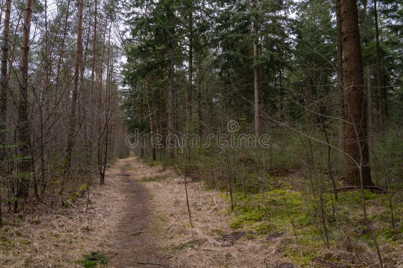A Path through the Coniferous Forest in the Spring Season. Cloudy ...