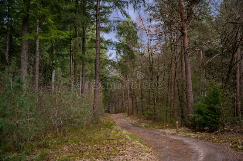A Path through the Coniferous Forest in the Spring Season. Cloudy ...