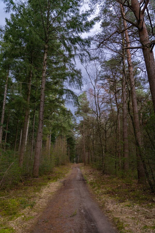 A Path through the Coniferous Forest in the Spring Season. Cloudy ...