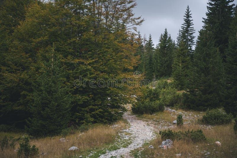 Path in a Coniferous Forest. Spruce and Pine Trees, Woodland Landscape ...