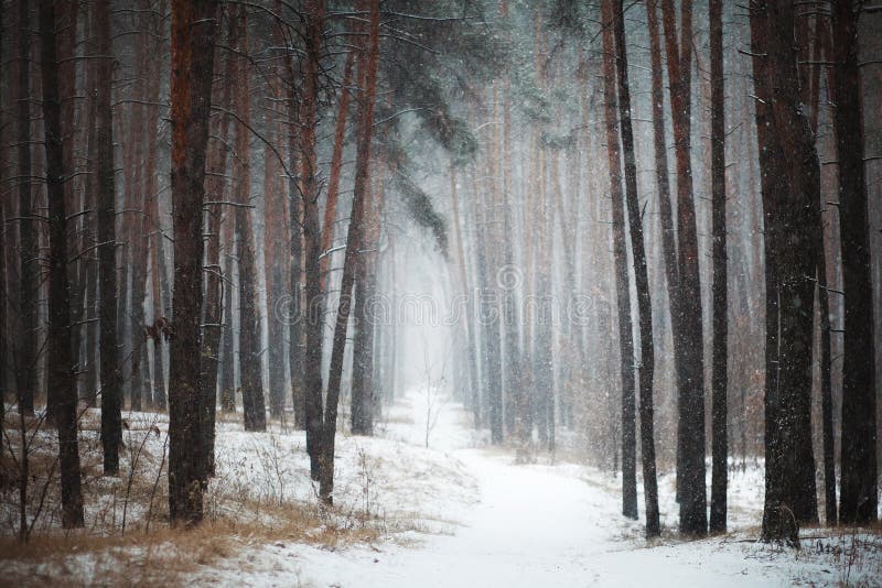 Path in Coniferous Forest in Winter Stock Photo - Image of tourism ...
