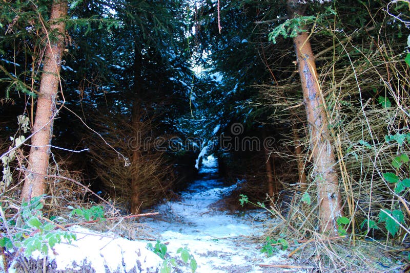The Path through the Coniferous Forest in Winter. a Pathway between ...