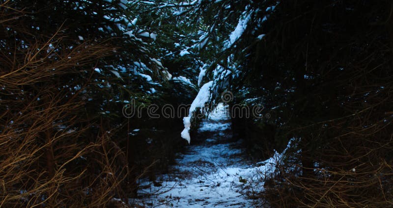 The Path through the Coniferous Forest in Winter. a Pathway between ...