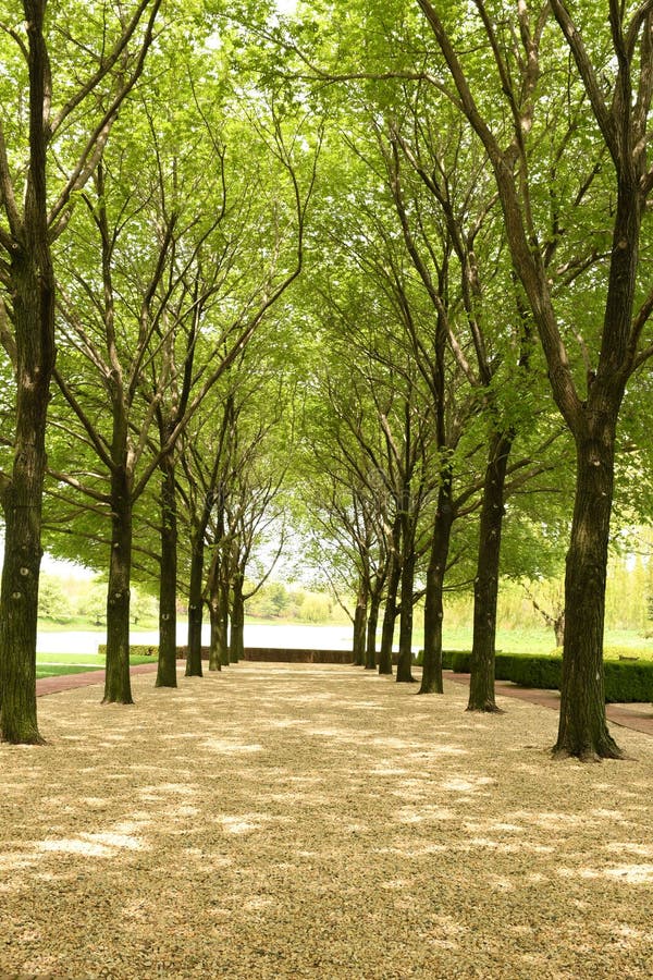 Cool looking trees stock photo. Image of summer, long - 116766566
