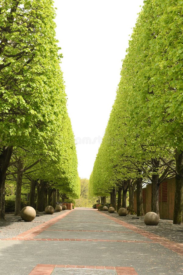 Looking through the Trees To a Beautiful Sunset Stock Photo - Image of ...