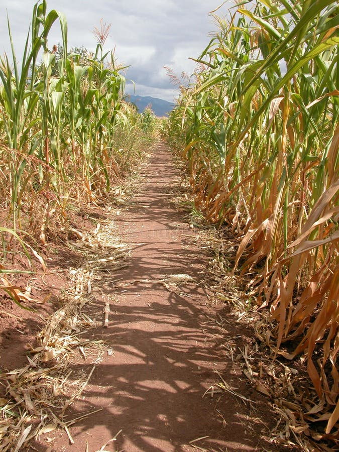 Path in the corn stock image. Image of tassel, path, corn - 1317739